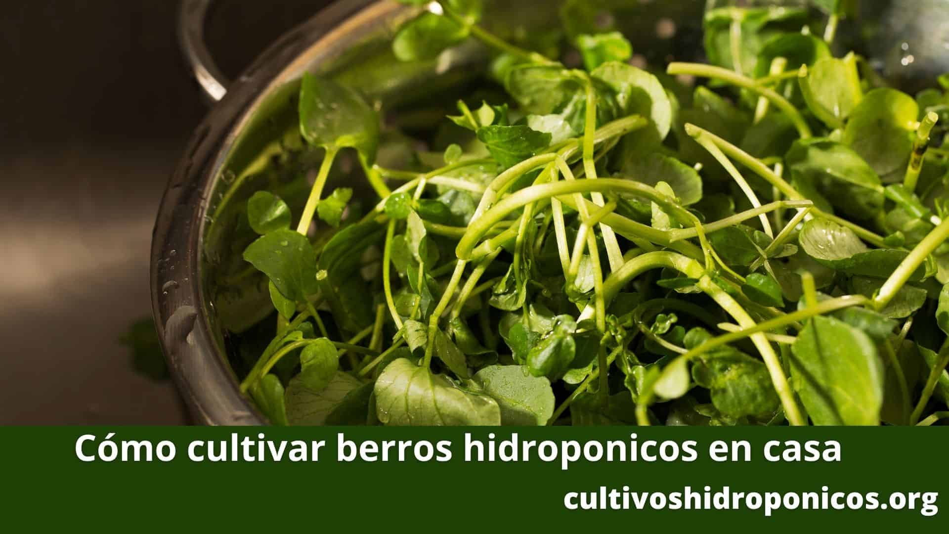 Cómo Cultivar Berros Hidropónicos - Cultivos Hidropónicos