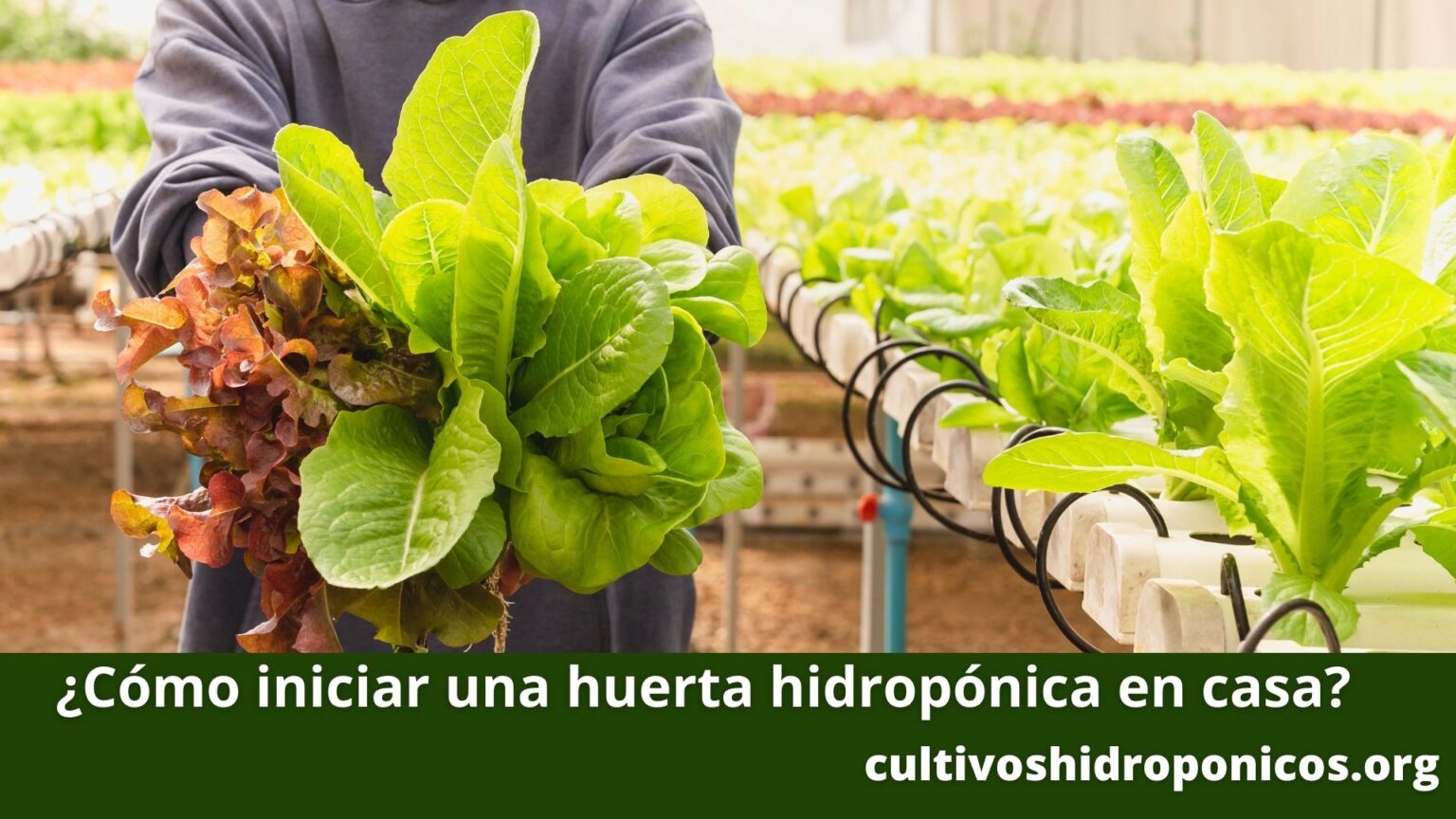 Cómo iniciar una Huerta Hidropónica en Casa - Cultivos Hidropónicos